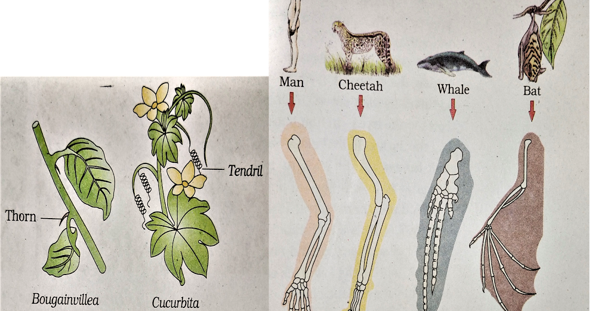 SOME SHORT TRICKS FOR EVOLUTION Neet Exam Tips And Tricks some-short-tricks-for-evolution-neet-exam-tips-and-tricks