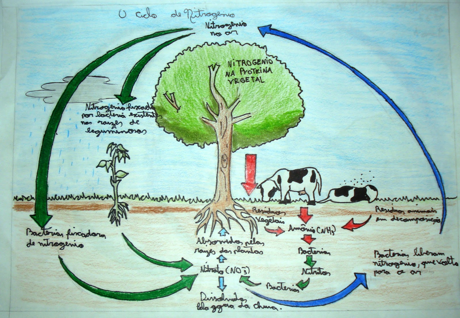 Ciências - Ciclos Biogeoquímicos