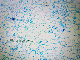 Microscope World Blog: Pear under the Microscope