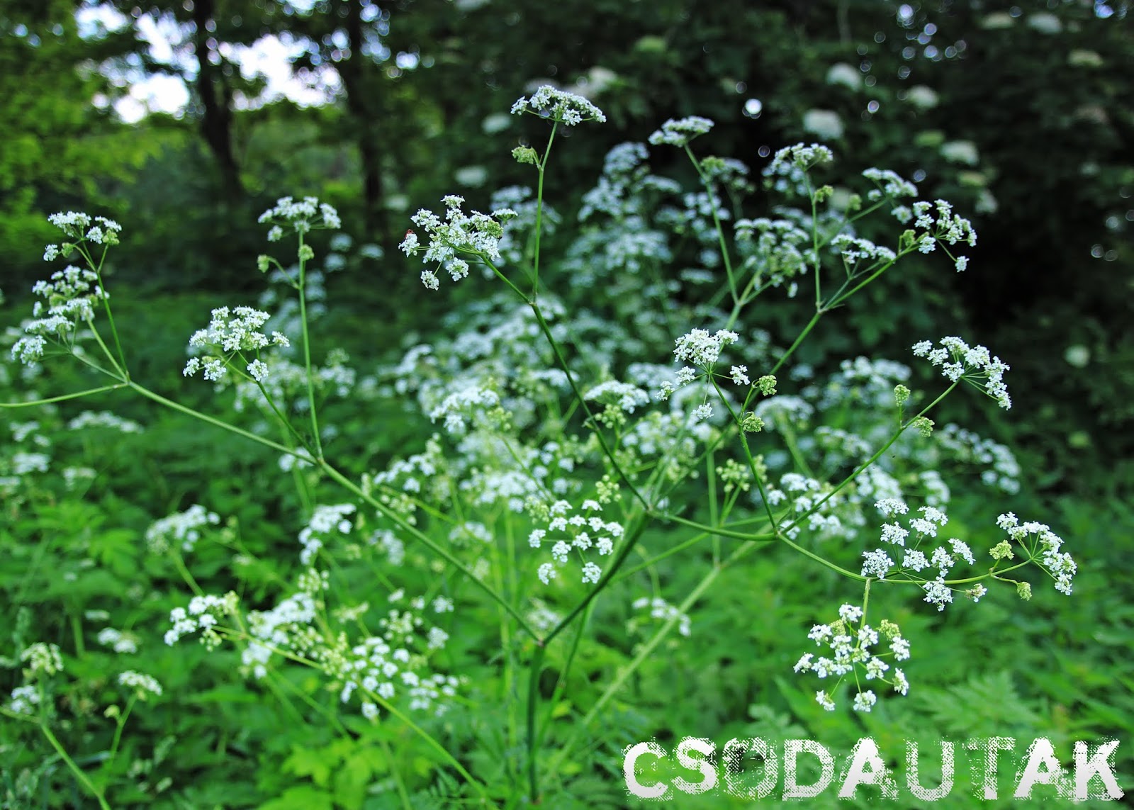 CSODAUTAK: Közönséges medvetalp (Heracleum sphondylium)