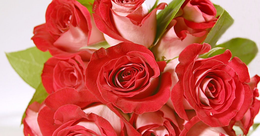 Baru 40+ Bunga Mawar Variasi, Gambar Bunga