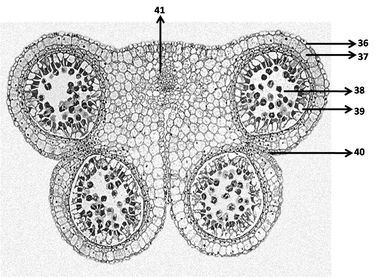 Biologi : Struktur Anatomi Bunga