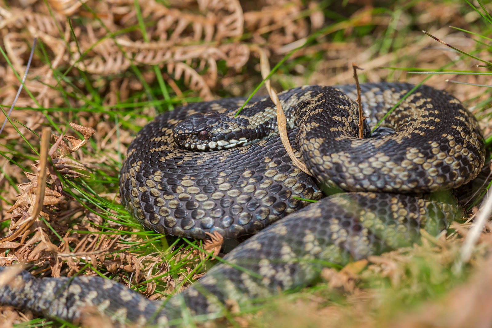 Adder - Big Moor