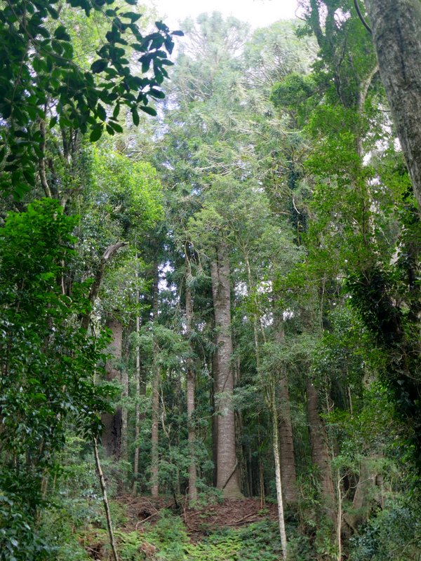 Ian Fraser, talking naturally: Bunya Mountains National Park; splendid ...