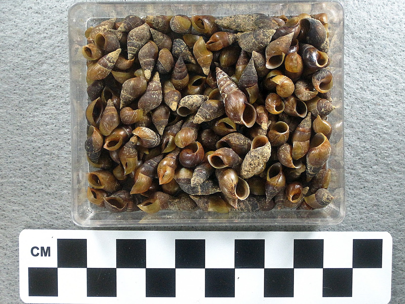 Polymath at Large: The Virginia River Snail