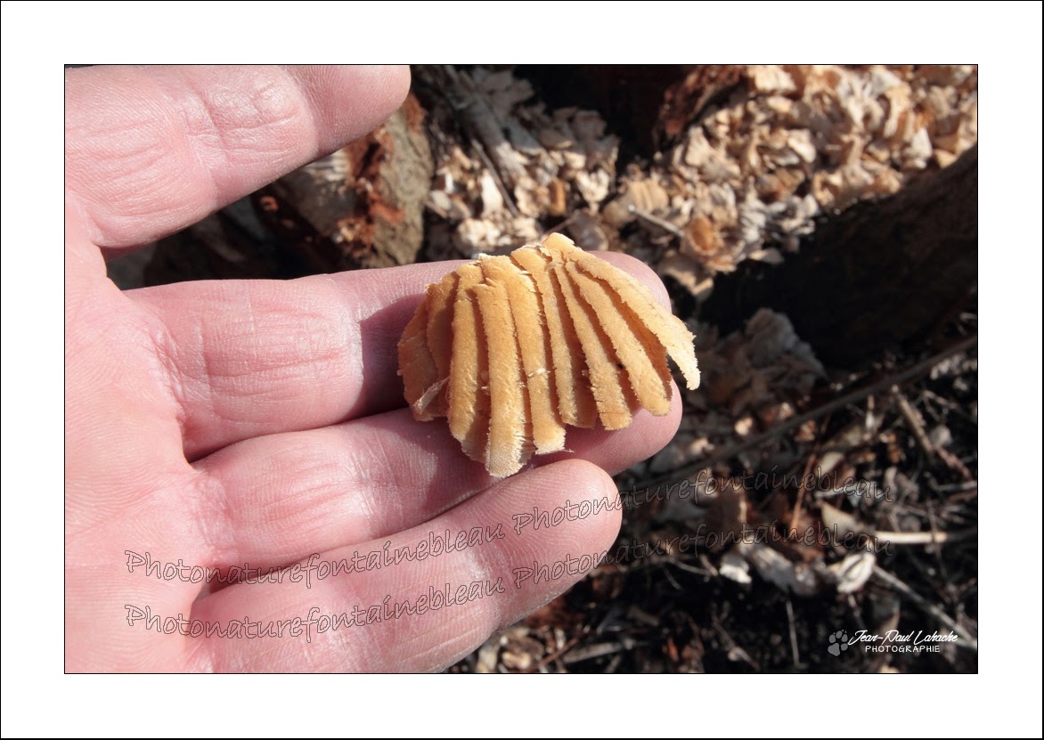 Oh les jolies dents ! Le Castor d'Europe. 2017 023.