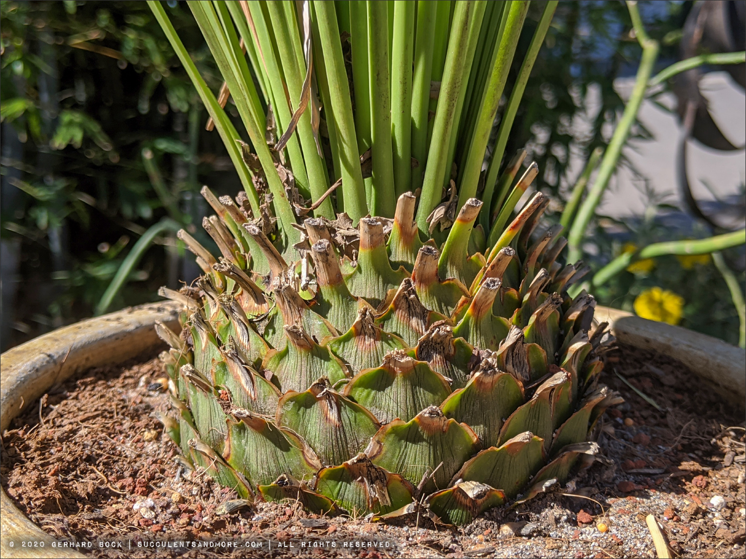 Who Can Resist A Mexican Grass Tree For 1050