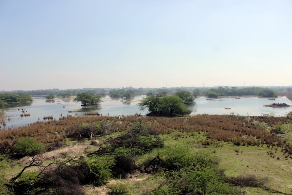 Climber & Explorer: Sultanpur has more than just birds