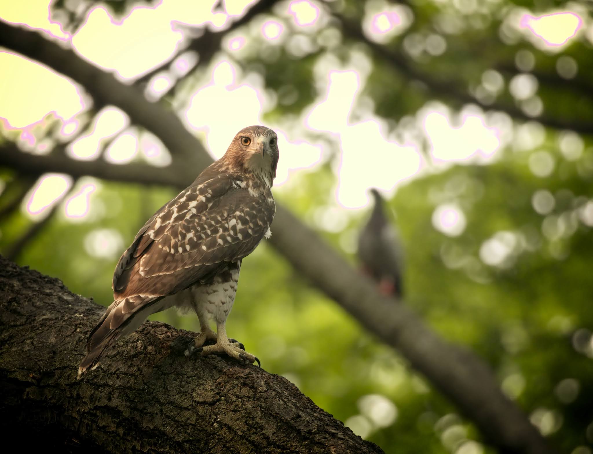 Laura Goggin Photography: Tompkins Square red-tailed hawk fledgling ...