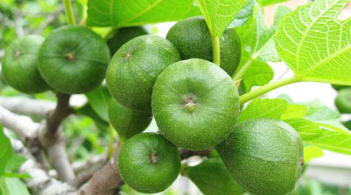 The Holiday and Travel Magazine: Fig and lotus seed in Tinh Tam Lake ...