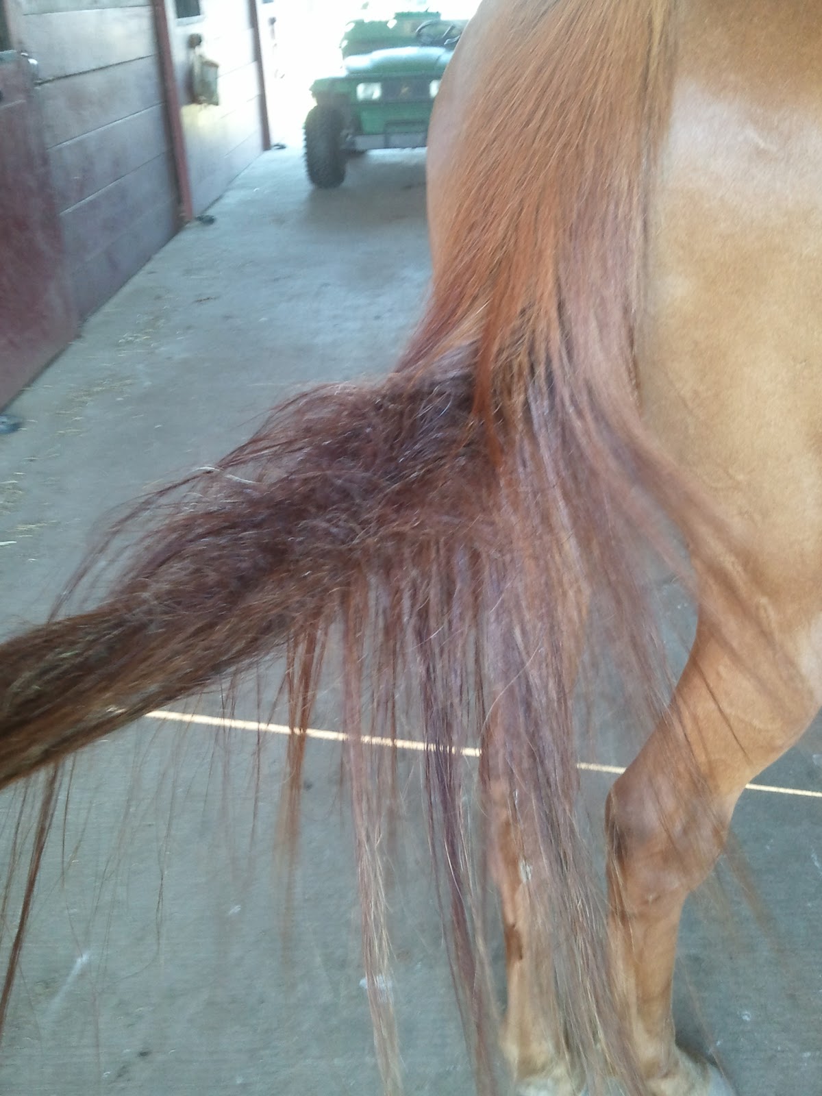 Hand Gallop: A Tale of a Tail