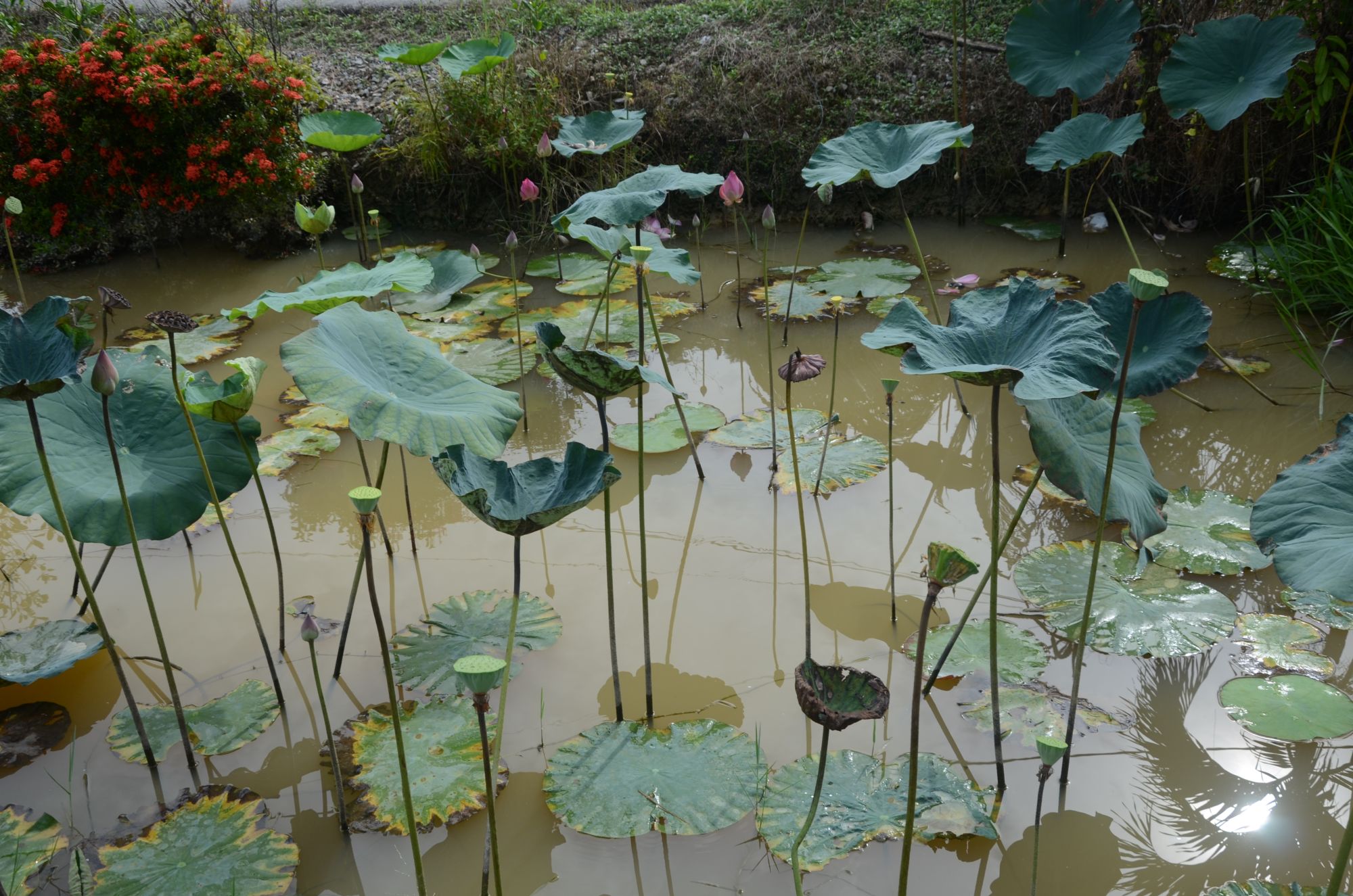 Ekor: BUNGA SEROJA CANTIK MENAWAN