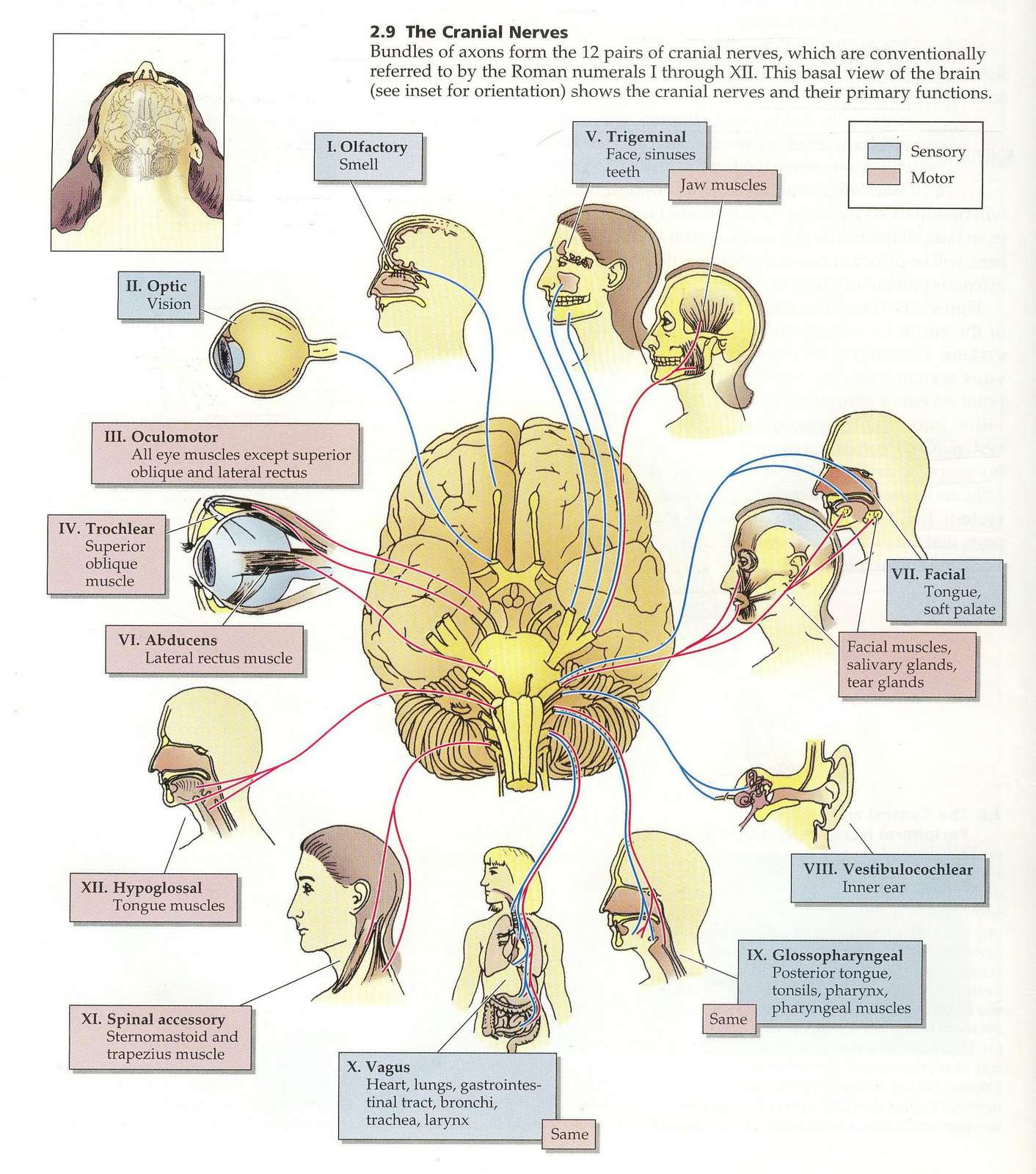 semangat: SISTEM SARAF