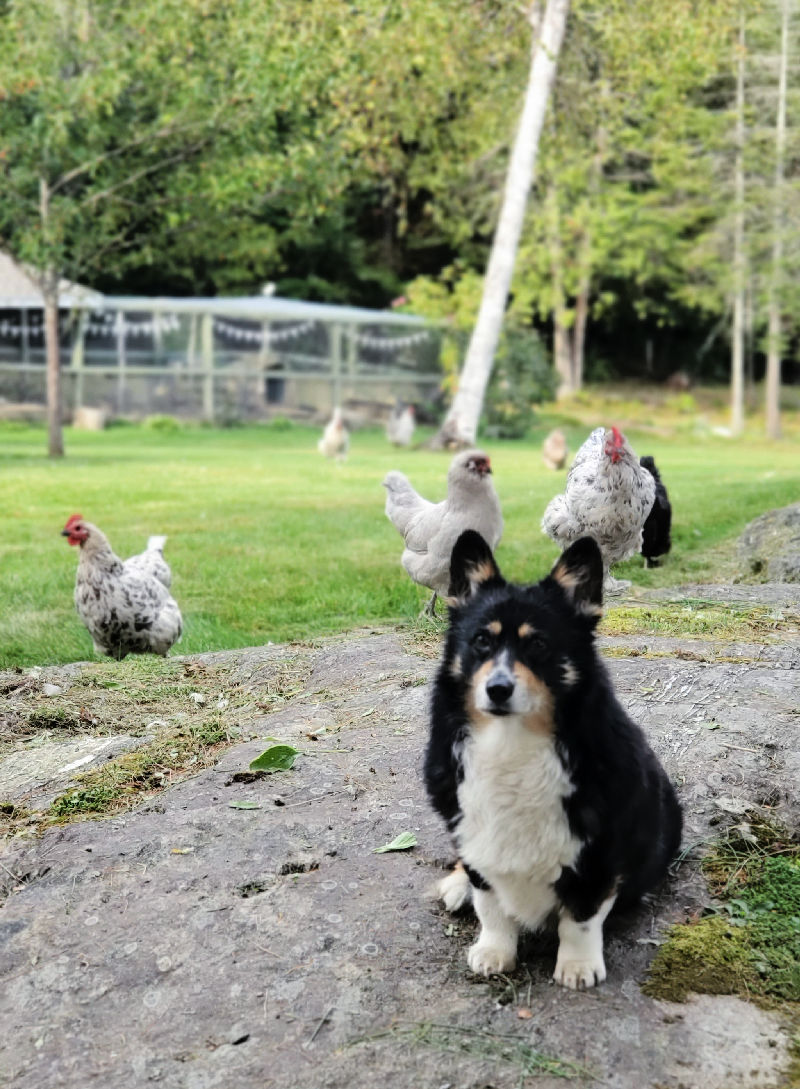 Basic Chicken Etiquette and Training for the Family Dog - Fresh Eggs ...