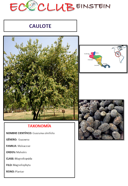 Arboles de la vertiente del pacífico : Caulote (Guazuma ulmifolia)