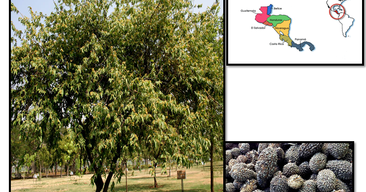 Arboles de la vertiente del pacífico : Caulote (Guazuma ulmifolia)