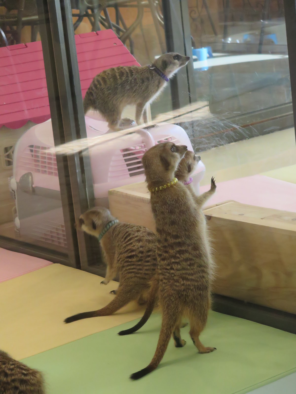 Day 1: Meerkat Cafe in Hongdae - Seoul, South Korea - chichicho~