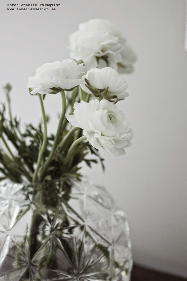 svart, vitt & rött: Hemtex vas med ranunkler