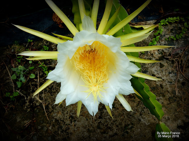 JORNAL R 7ª: FLOR DA PITAYA.