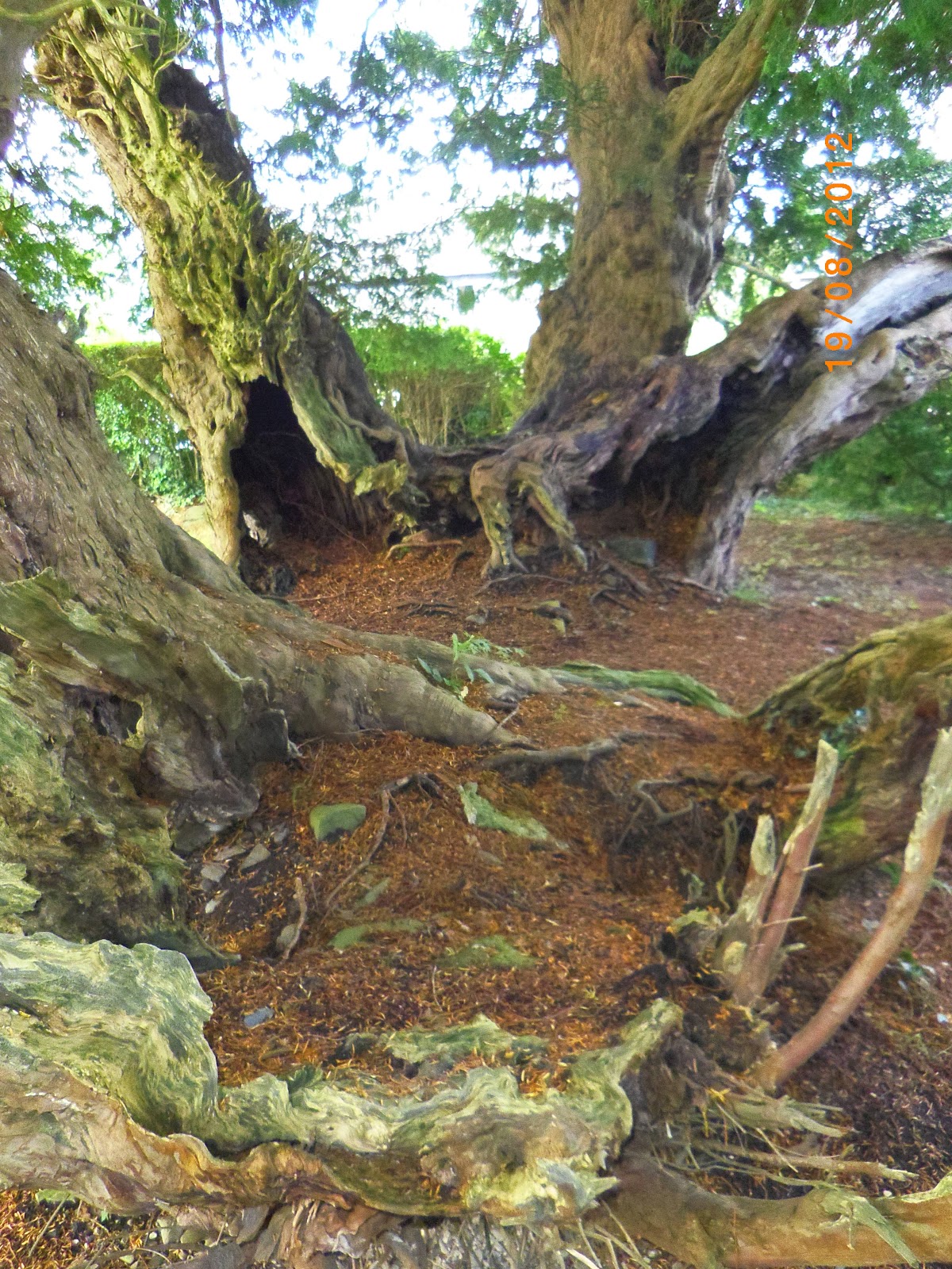 The Greenman: Great Trees of Wales #1: The Llangernyw Yew