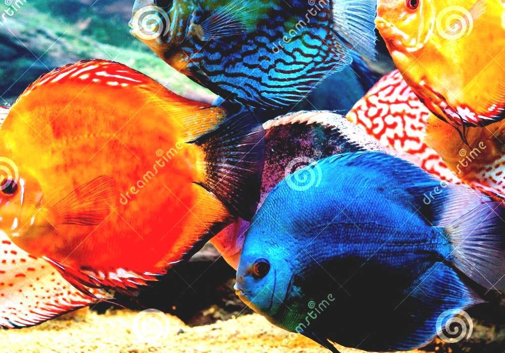 Discus (fish) - Discus Fish Colors