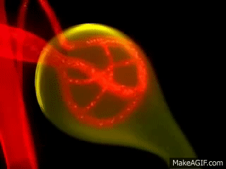 Formación de la orina por los riñones I: Filtración glomerular.