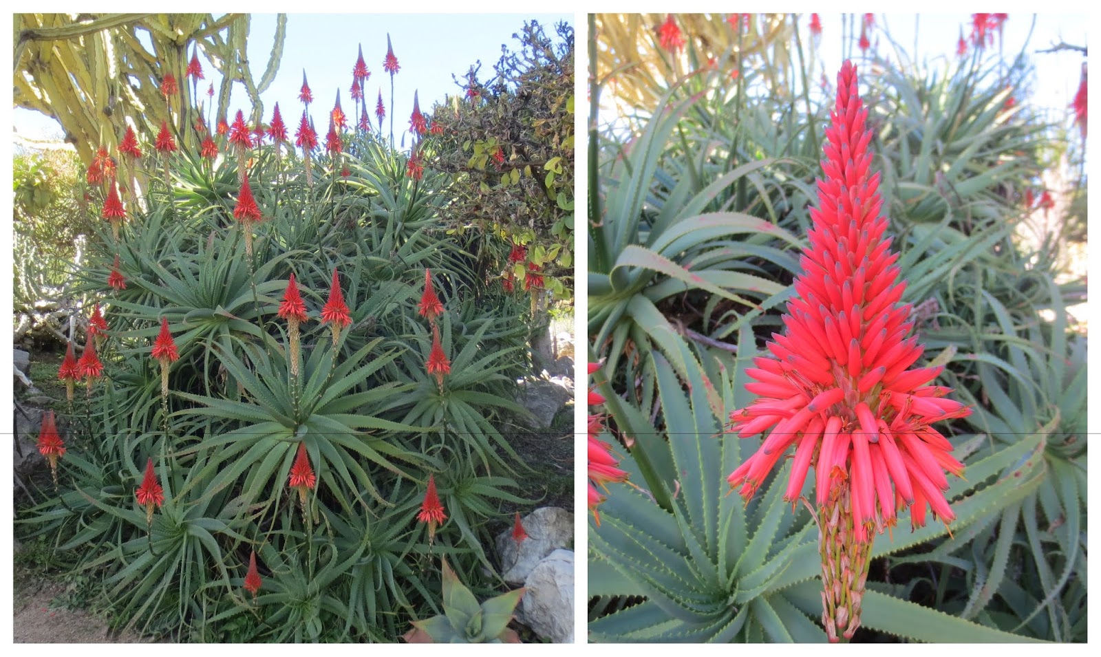 Late to the Garden Party: The Aloes are blooming