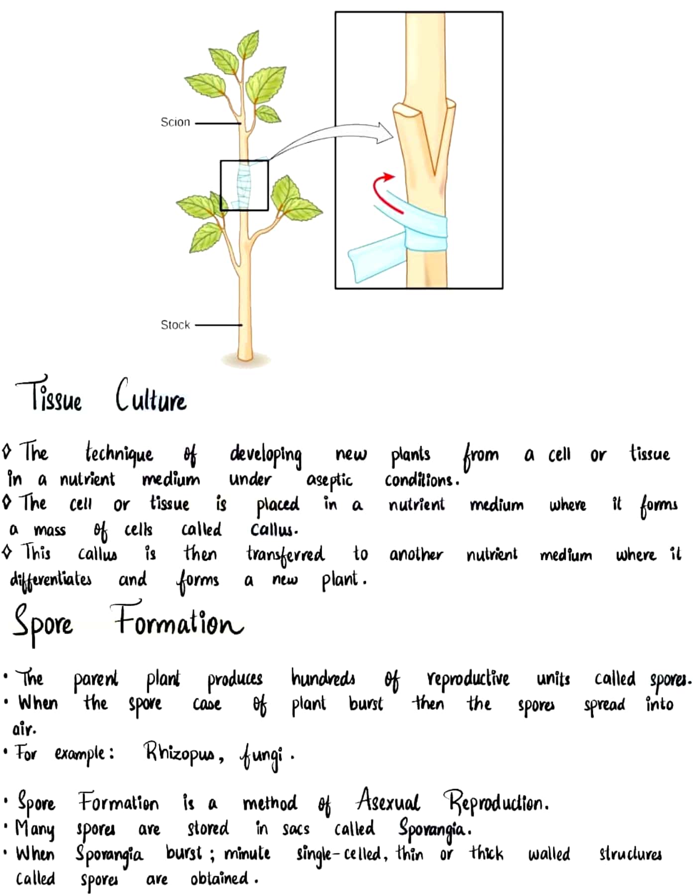 Reproduction handwritten notes class 10 - Studypur