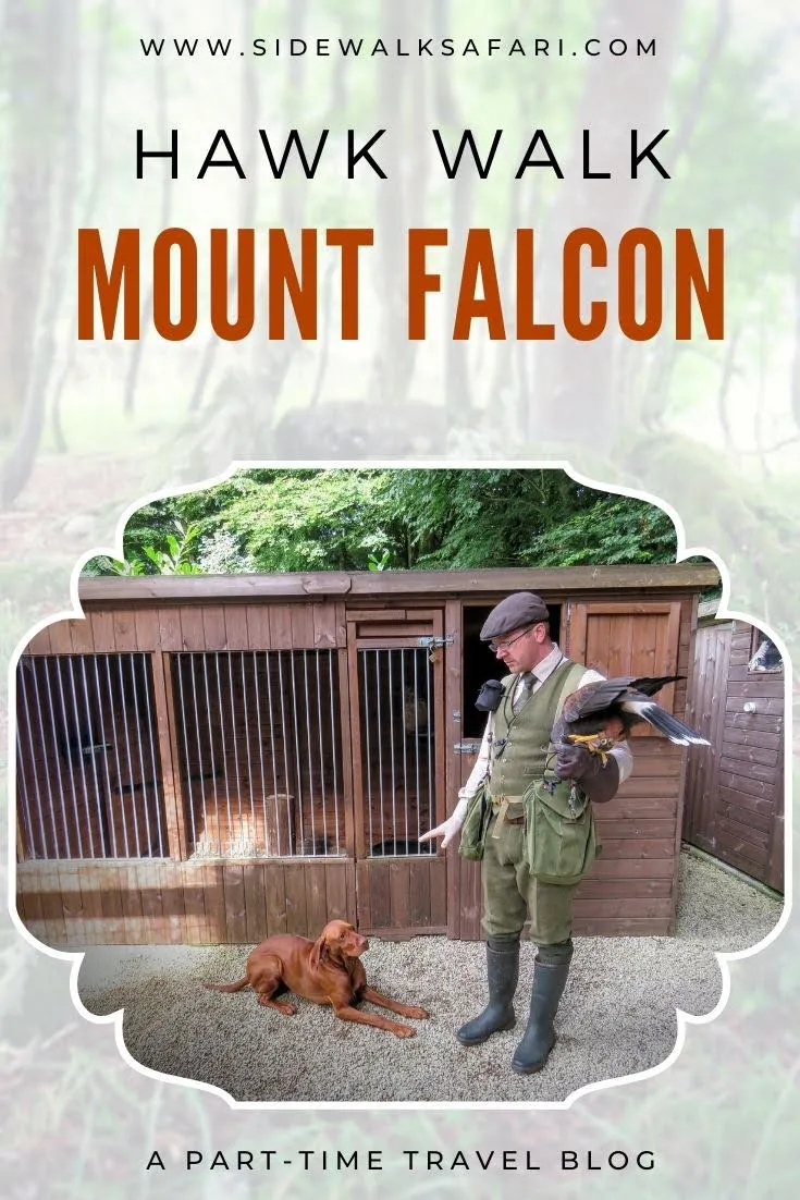 Is Mount Falcon the Best Place for a Hawk Walk in Ireland? | Sidewalk ...