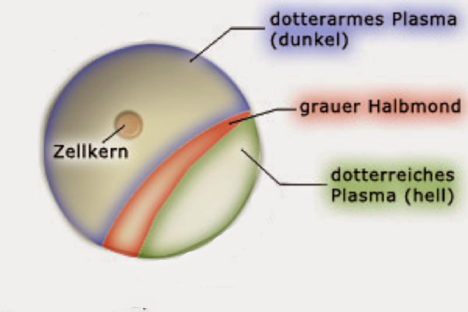 Das Problem: René A. Spitz, „Eine genetische Feldtheorie der Ichbildung ...