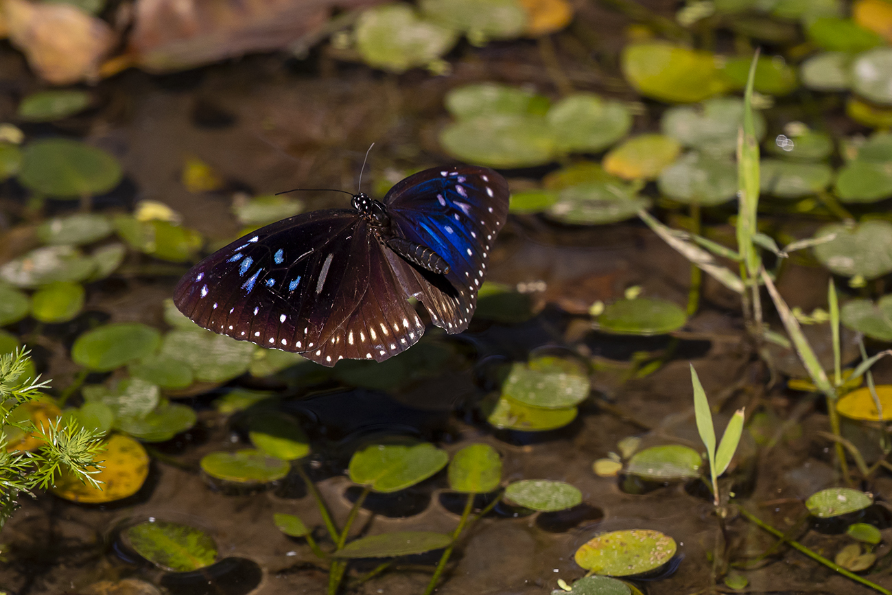 As The Crow Flies - a Hong Kong Birding Blog: Christmas Rarity ...