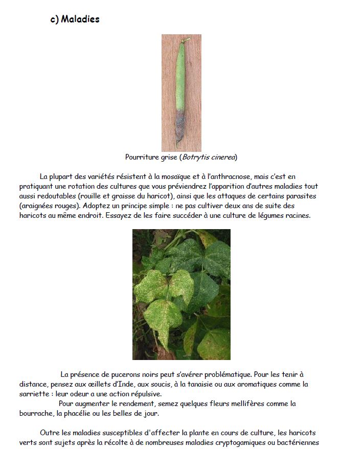 Breuillet Nature: Tout savoir sur les haricots