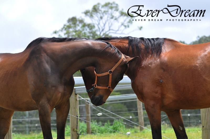 Save a Horse Australia Horse Rescue and Sanctuary: Some Beautiful Photos