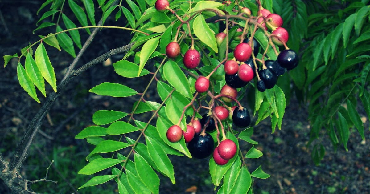 Manfaat Daun Kari Untuk Kesehatan Rambut, Obat Diabetes Dan Lambung
