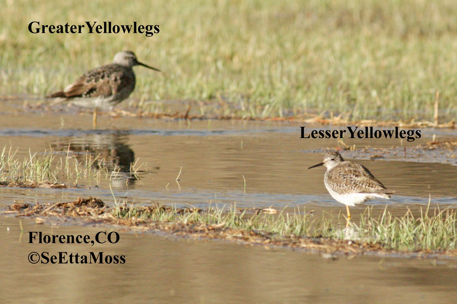 Greater and Lesser Yellowlegs, both in photo together