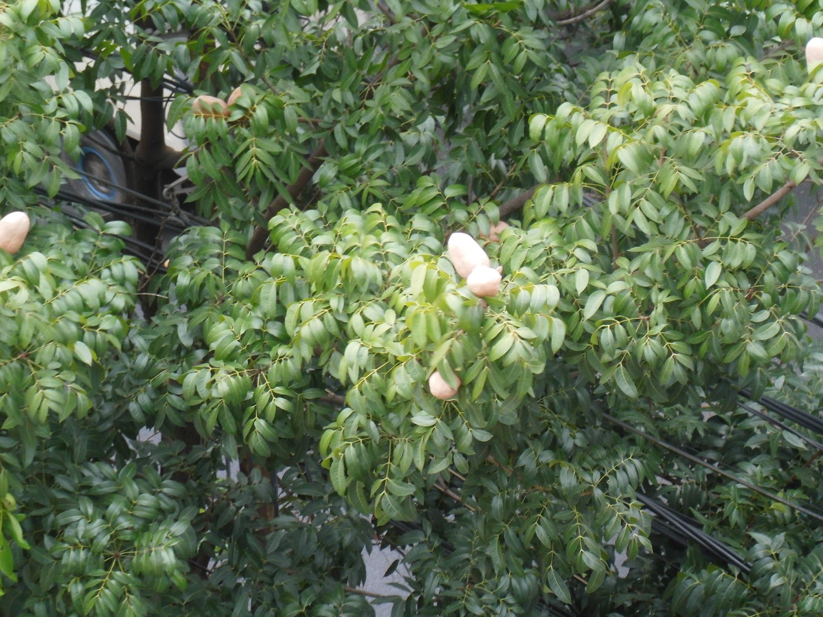 Mahoni Tree Pictures