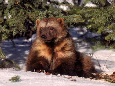 TURISMO IN CANADA: IL GHIOTTONE