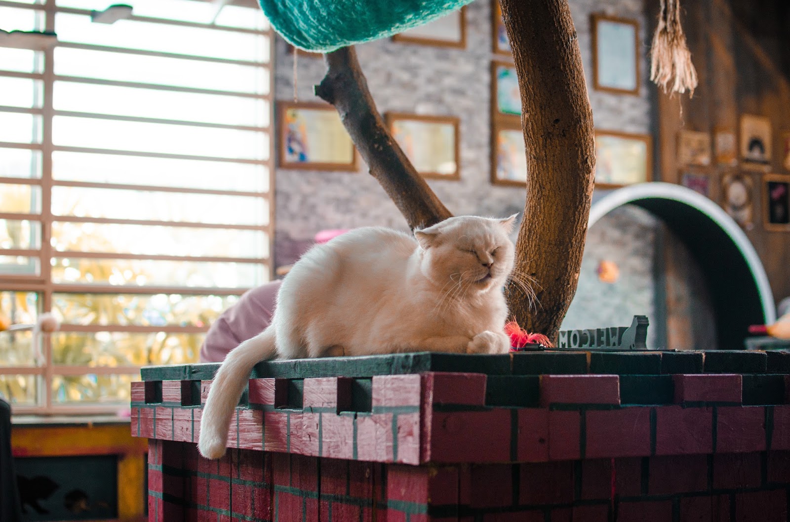 Faiz Ismail's Blog: Penang Cat Studio and Spa