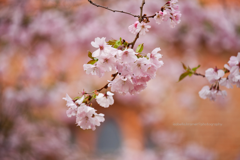 haiku - eine annäherung: so busy