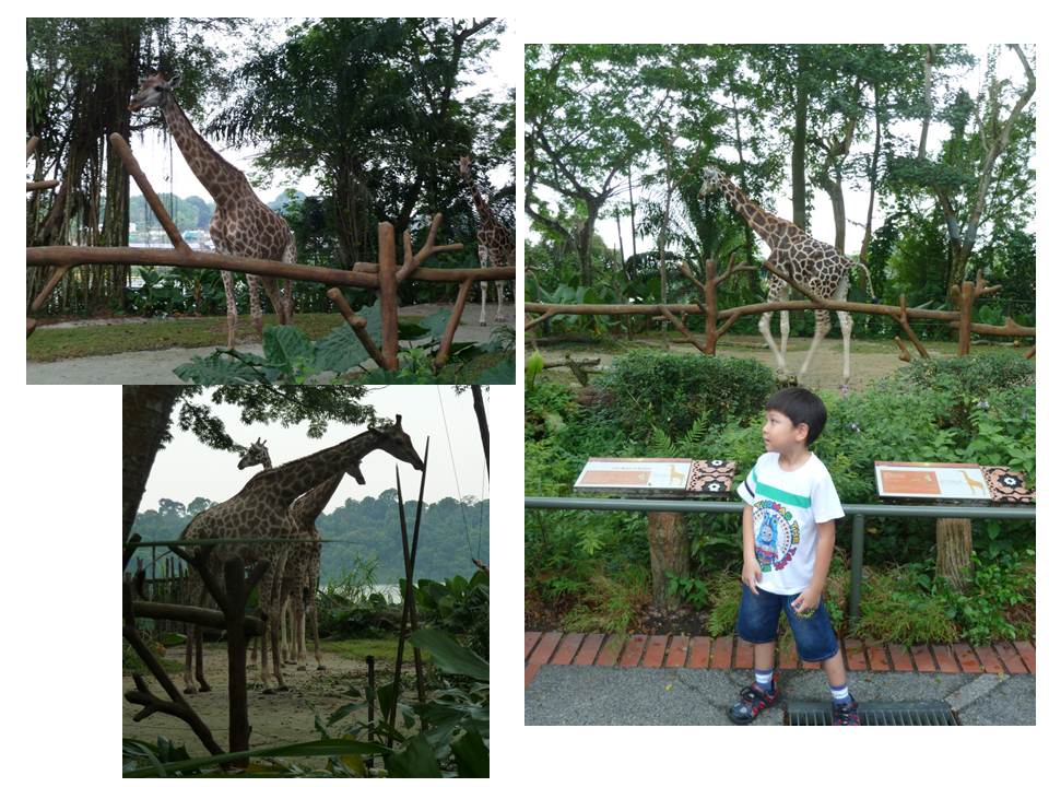 Ryan's Precious Moments: Singapore Zoo - Fragile Forest