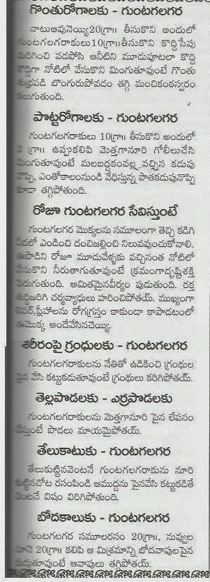 AYURVEDAM - ఆయుర్వేదం: DR . ELCHURI RECIPES WITH GUNTAGALAGARA (THISTLES )