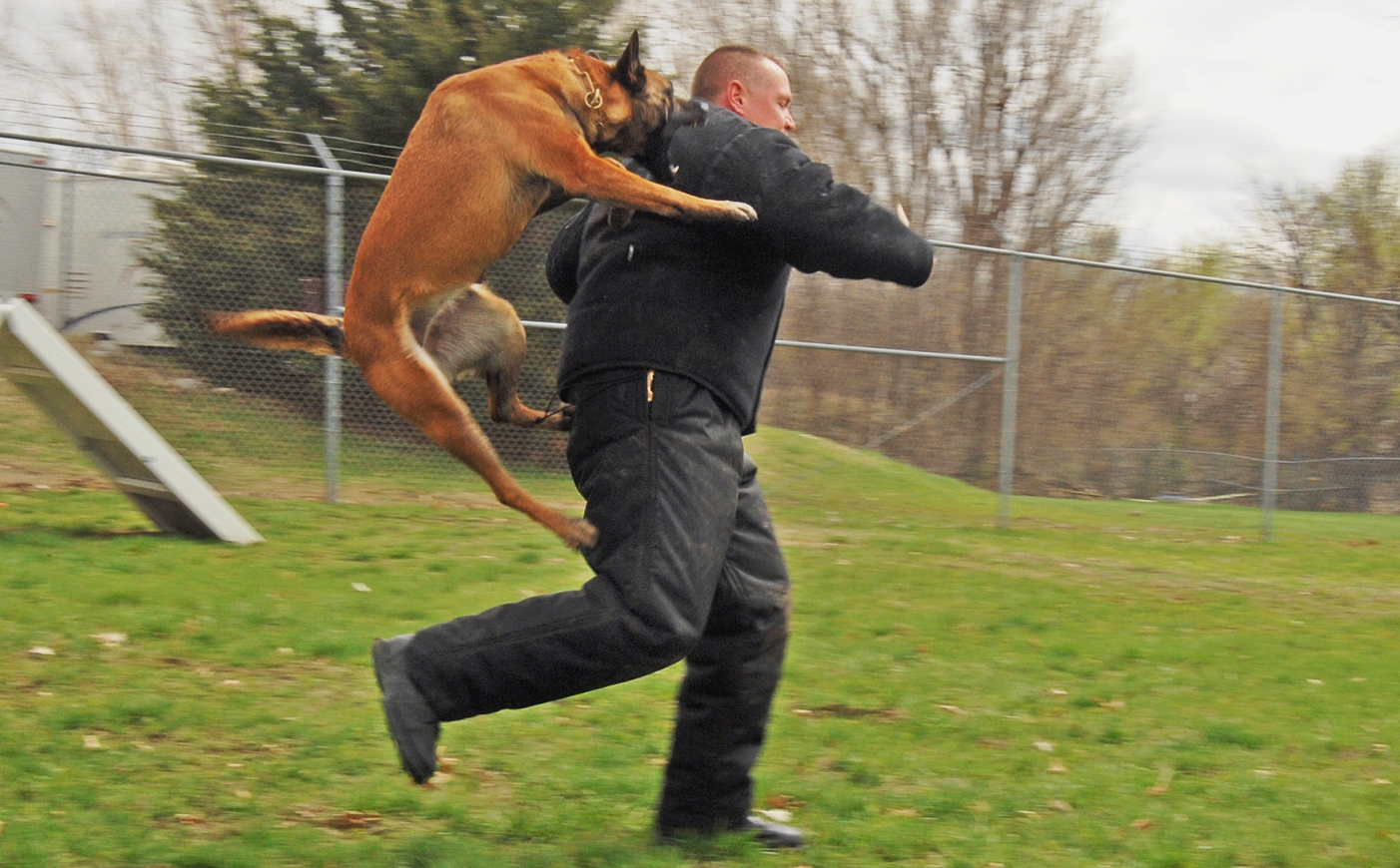 Ataques de Animales: ¿Porque los perros tienen reacciones violentas?