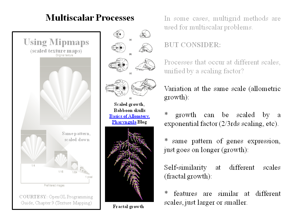 Synthetic Daisies: Scenes from a graphical, parallel biology (Presentation)
