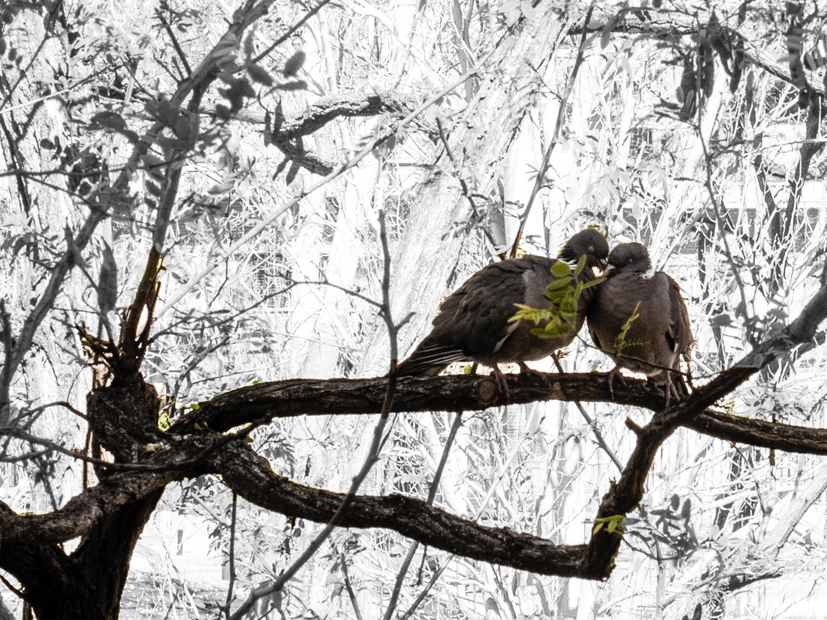 Oasis de humanidad: El cortejo