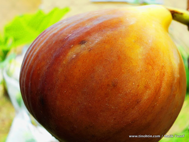 Flanders Fig - Var Tin