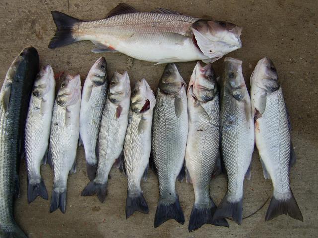 Levrek Balığı (Dicentrarchus Labrax) - balikciblog