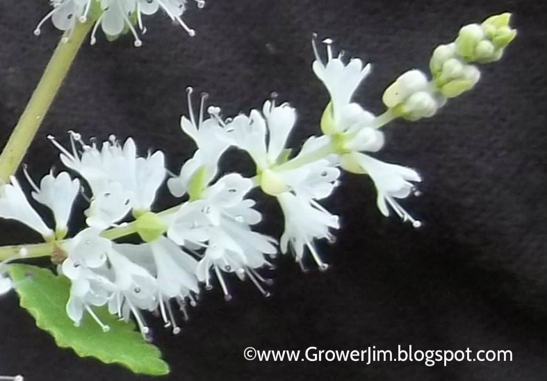 Garden Adventures: Tetradenia riparia (Iboza)