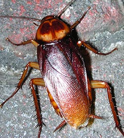 The Harm Cockroach causes to our Health and how to Eliminate them