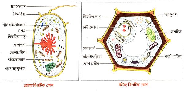 প্রোক্যারিওটিক কোষ ও ইউক্যারিওটিক কোষের সংজ্ঞা পার্থক্য বৈশিষ্ট্য । নবম ...