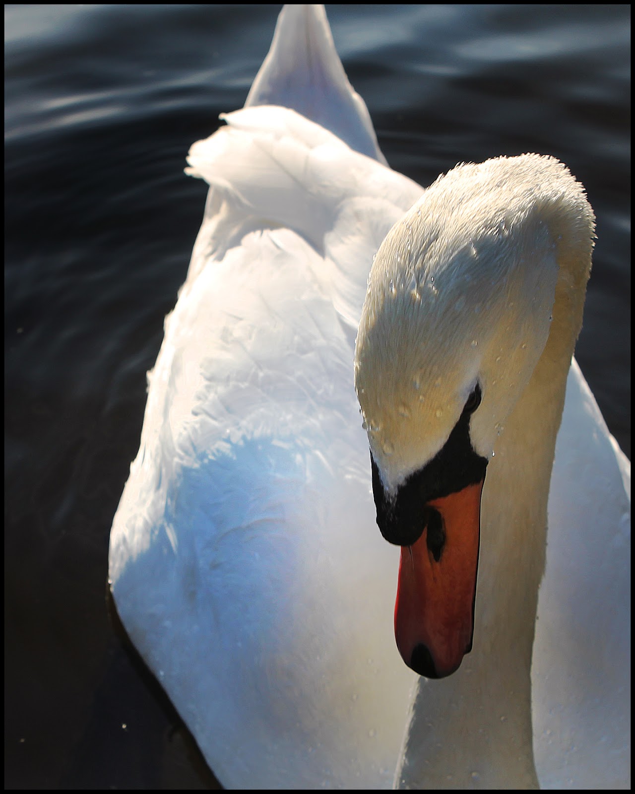 Michaela Shipman- Digital Artist and Photographer